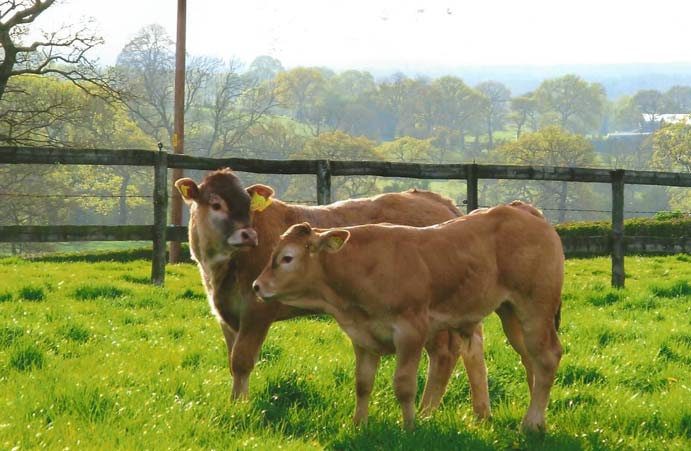 Bazadaise Cattle | British Blue Cattle | Goose Green Farm